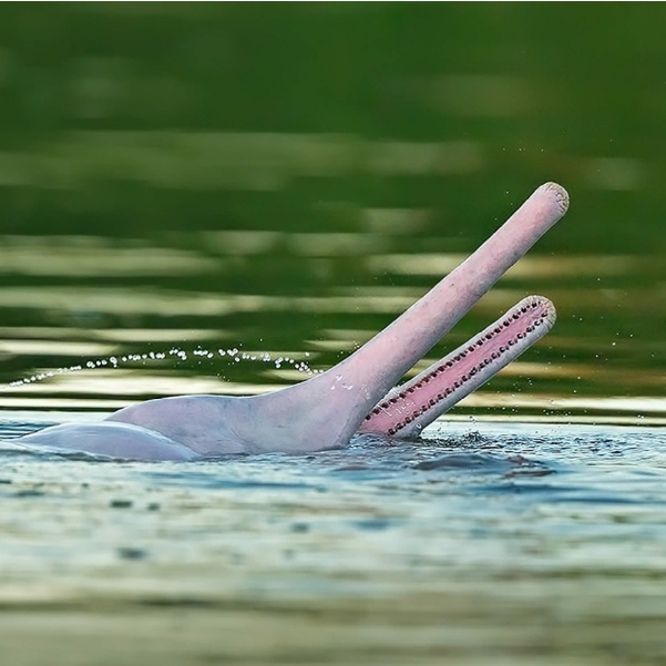 Rurrenabaque, Jungle Tour – COCA TRAVELS BOLIVIA