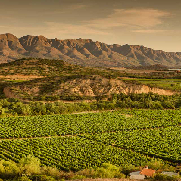 Tarija, City Tour and Festival of Ham and Wine – COCA TRAVELS BOLIVIA